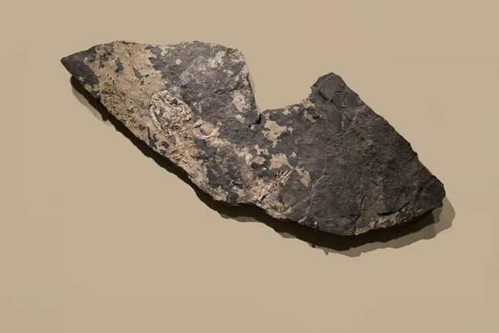 Romer's Gap is the name of a gap in the fossil record of 15 million years