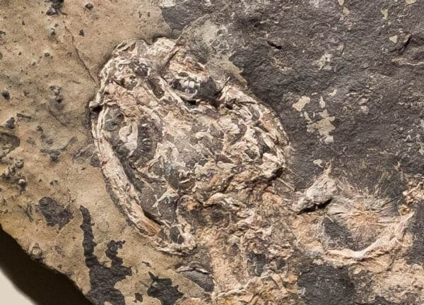 Romer’s Gap In The Fossil Record – flying twigs